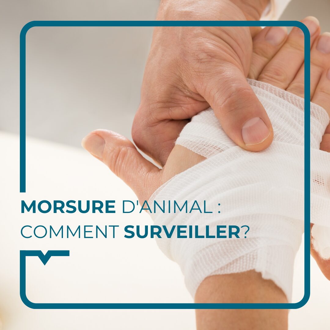 Agir face à une morsure d’animal - Alegria Medical Centre